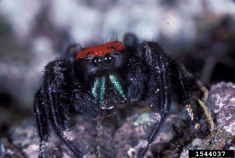 cardinal jumper (Phidippus cardinalis)