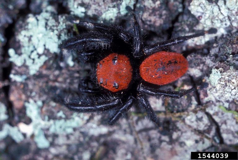 cardinal jumper (Phidippus cardinalis (Hentz, 1845))