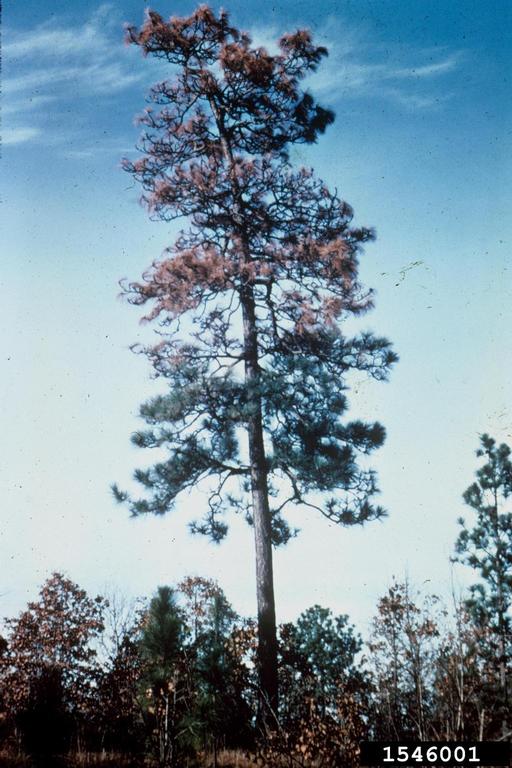 small southern pine engraver (Ips avulsus)