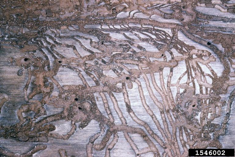 sixspined ips (Ips calligraphus (Germar, 1824))