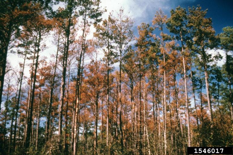 southern pine beetle (Dendroctonus frontalis)