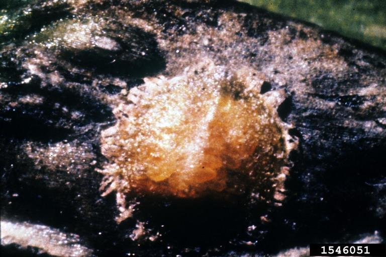 holly pit scale (Asterolecanium puteanum Russell, 1941)