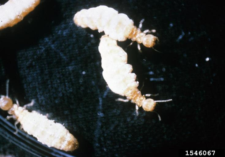 formosan subterranean termite (Coptotermes formosanus)