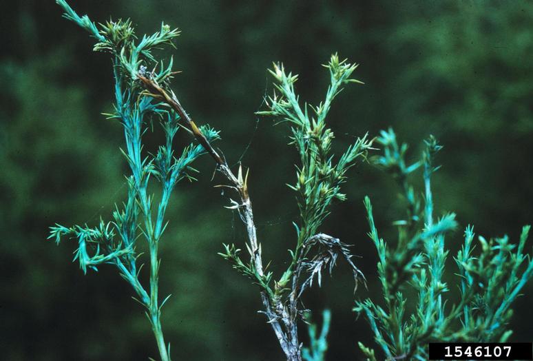Eriophyid mite (Family Eriophyidae)