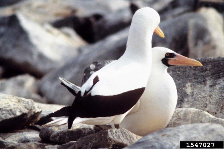 masked booby (Sula dactylatra)