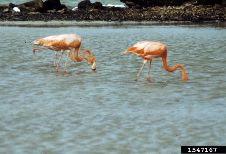 greater flamingo (Phoenicopterus ruber Linnaeus)