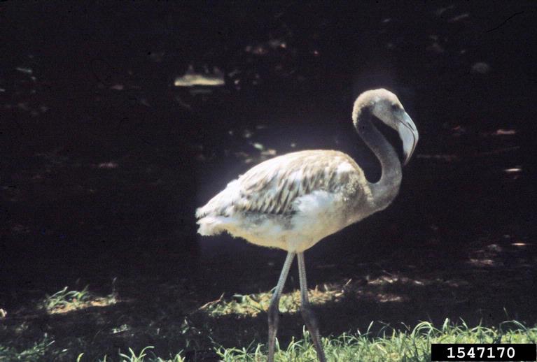 greater flamingo (Phoenicopterus ruber)
