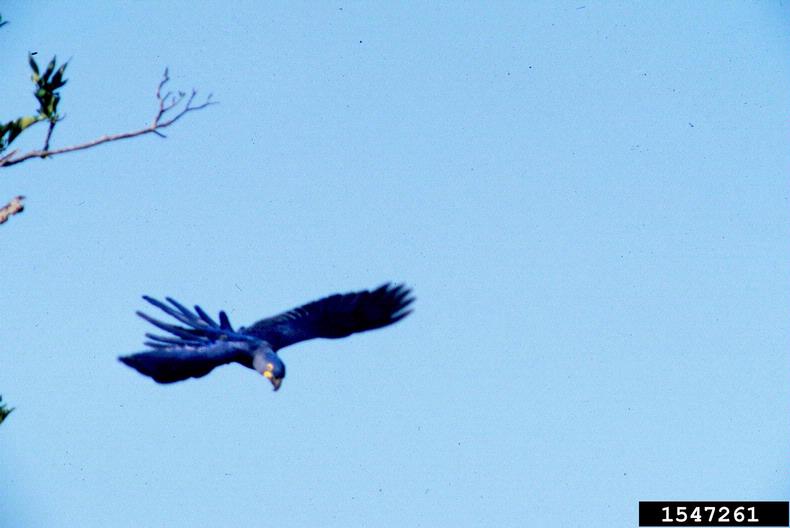 Hyacinth Macaw (Anodorhynchus hyacinthinus (Latham, 1790))