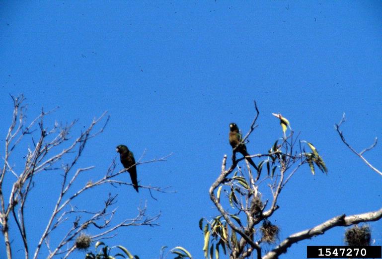 olive-throated parakeet, Aratinga nana (Psittaciformes: Psittacidae ...