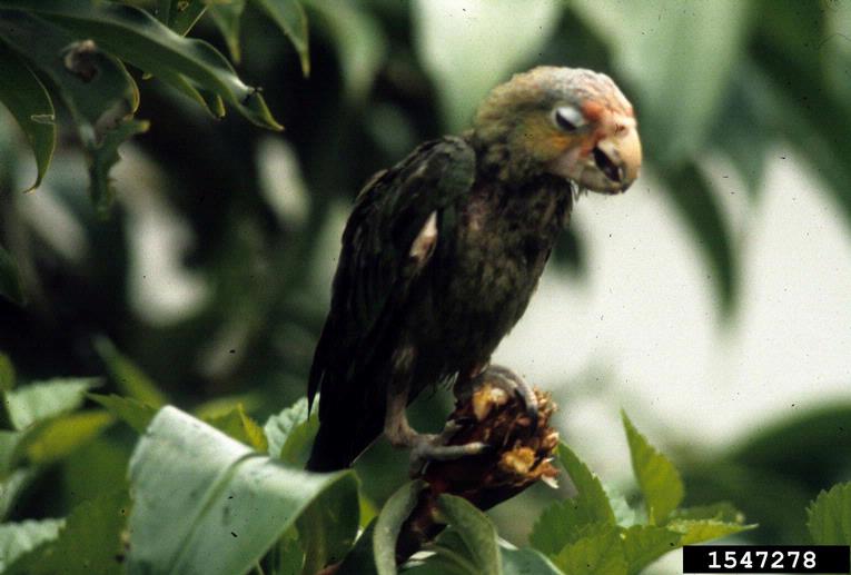red-lored parrot (Amazona autumnalis (Linnaeus, 1758))