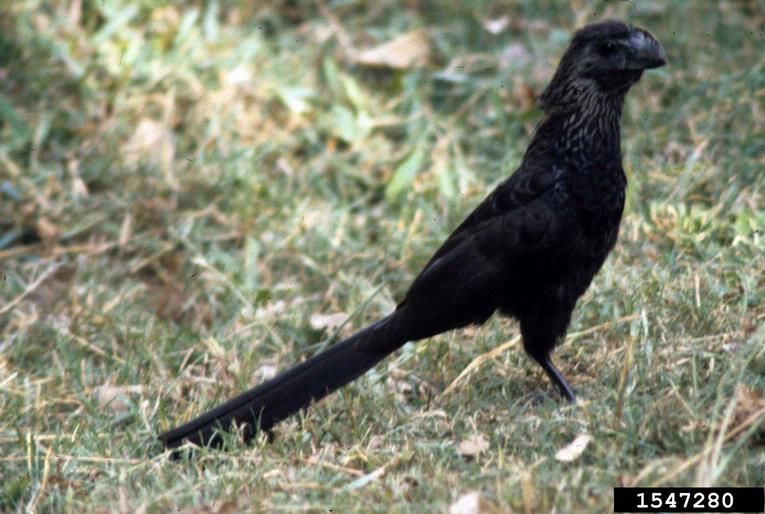 Smooth-billed Ani (Crotophaga ani Linnaeus, 1758)