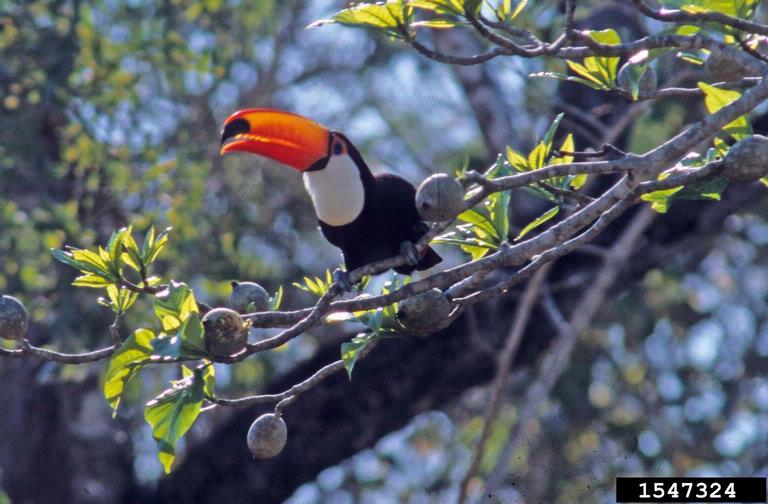 Toco toucan (Ramphastos toco Statius Muller, 1776)