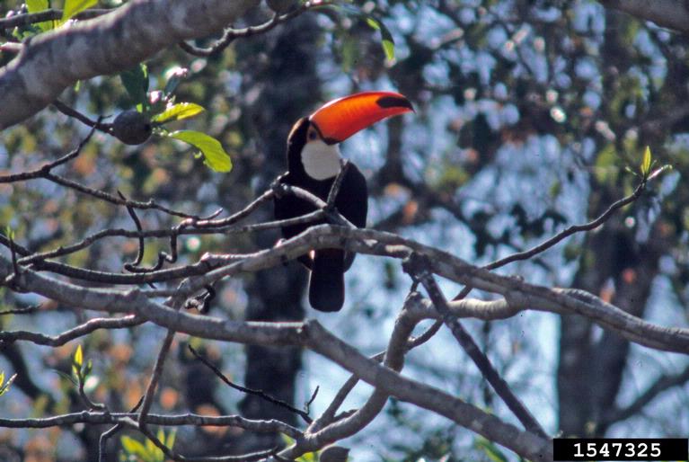 Toco toucan (Ramphastos toco)