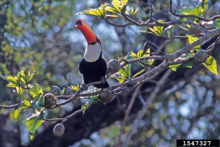 Toco toucan (Ramphastos toco)