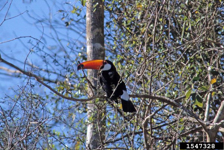 Toco toucan (Ramphastos toco)