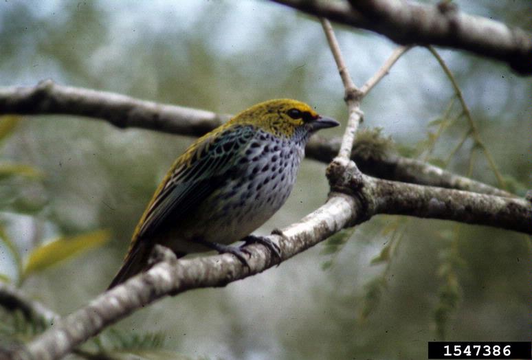 Speckled Tanager (Tangara guttata (Cabanis, 1850))