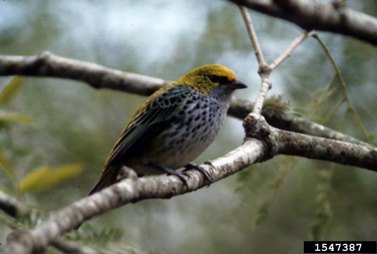 Speckled Tanager (Tangara guttata (Cabanis, 1850))