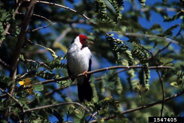 Yellow-billed Cardinal (Paroaria capitata)