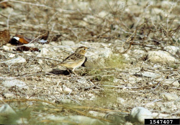 Grasshopper Sparrow (Ammodramus savannarum)