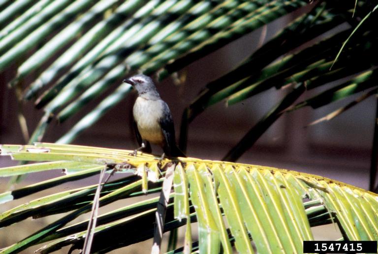 grayish saltator, Saltator coerulescens (Passeriformes: Cardinalidae ...