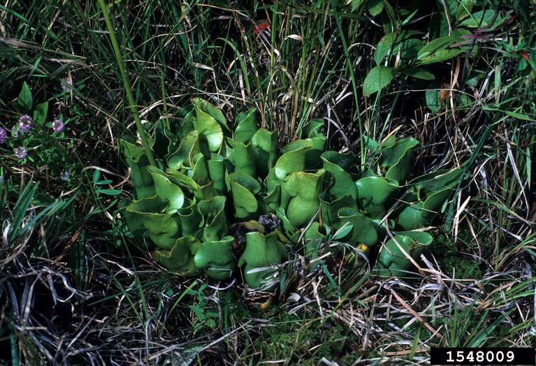 purple pitcherplant, Sarracenia purpurea (Nephenthales: Sarraceniaceae ...