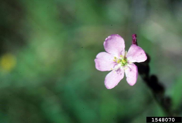 threadleaf sundew (Drosera filiformis)