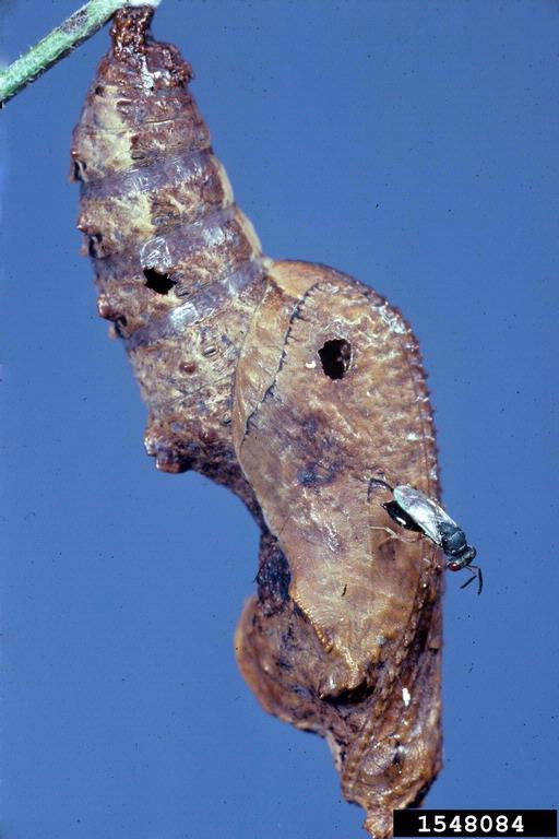 Pteromalid Wasp (Pteromalus puparum (Linnaeus))