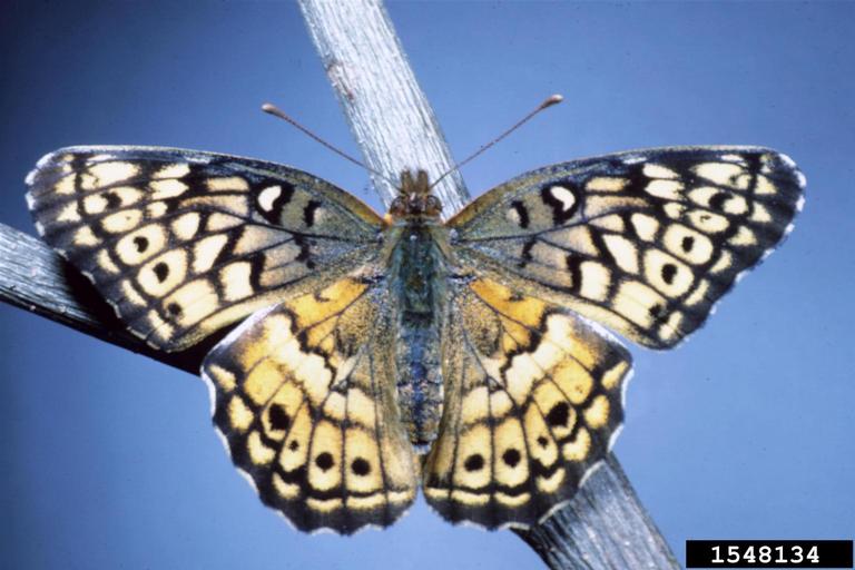 variegated fritillary (Euptoieta claudia (Cramer))