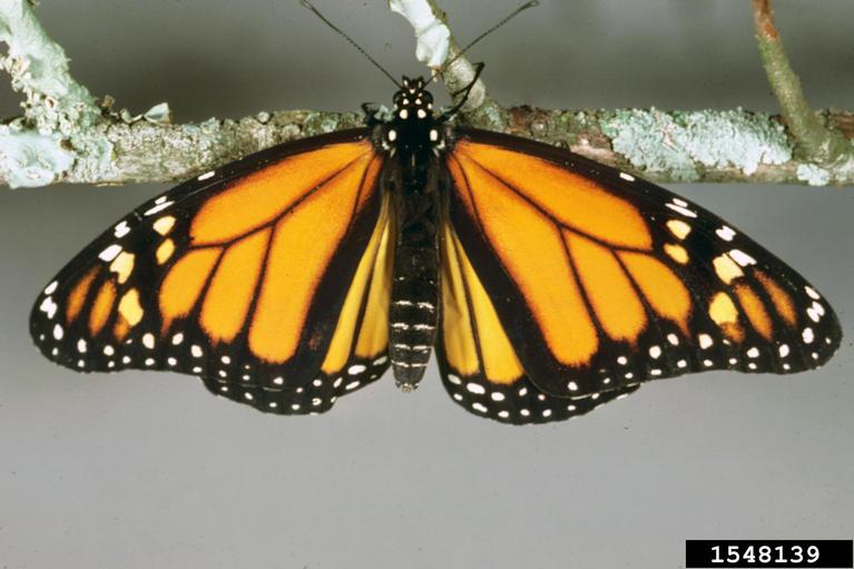monarch butterfly (Danaus plexippus (Linnaeus))