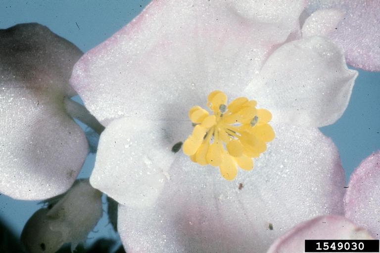 aphids (Family Aphididae)