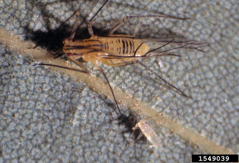 aphids (Family Aphididae)