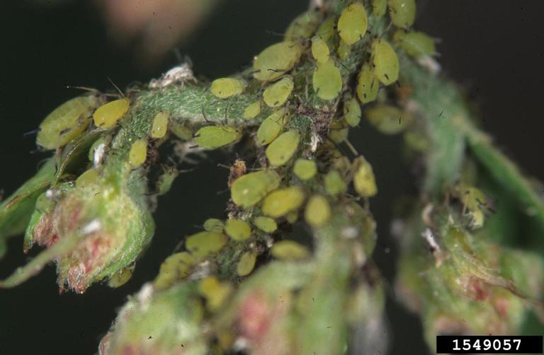 aphids (Family Aphididae)