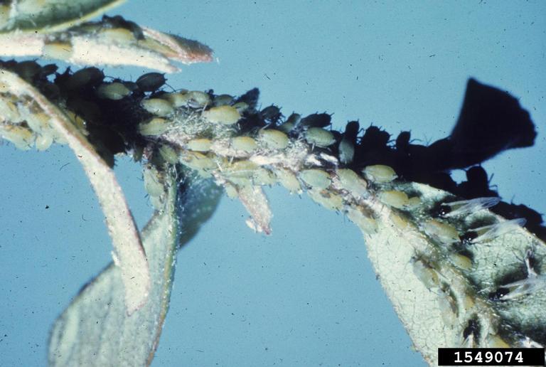 apple aphid (Aphis pomi)