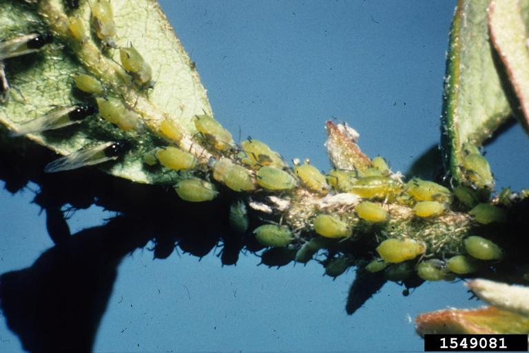 aphids (Family Aphididae Latreille, 1802)