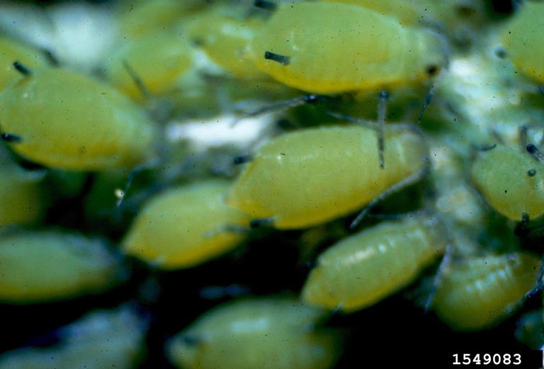 aphids (Family Aphididae)