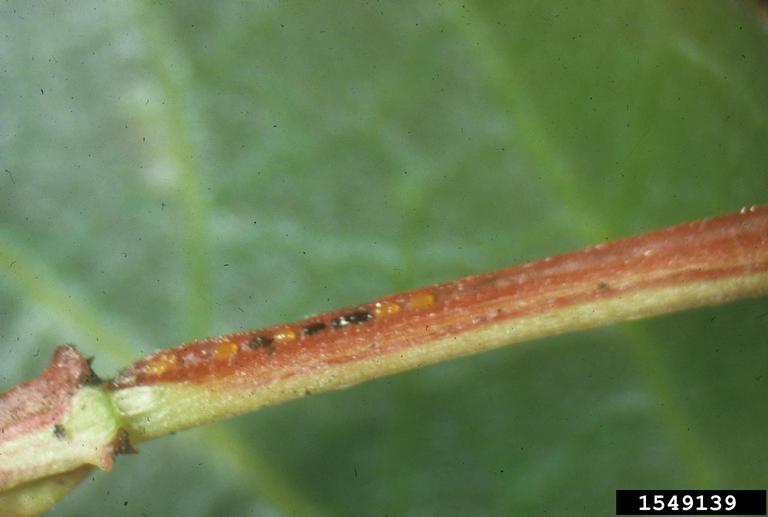 crapemyrtle aphid (Sarucallis kahawaluokalani (Kirkaldy, 1907))