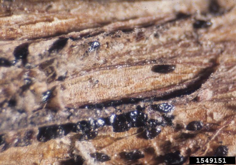 crapemyrtle aphid (Sarucallis kahawaluokalani (Kirkaldy, 1907))