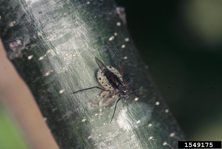 giant bark aphid (Longistigma caryae (Harris, 1841))