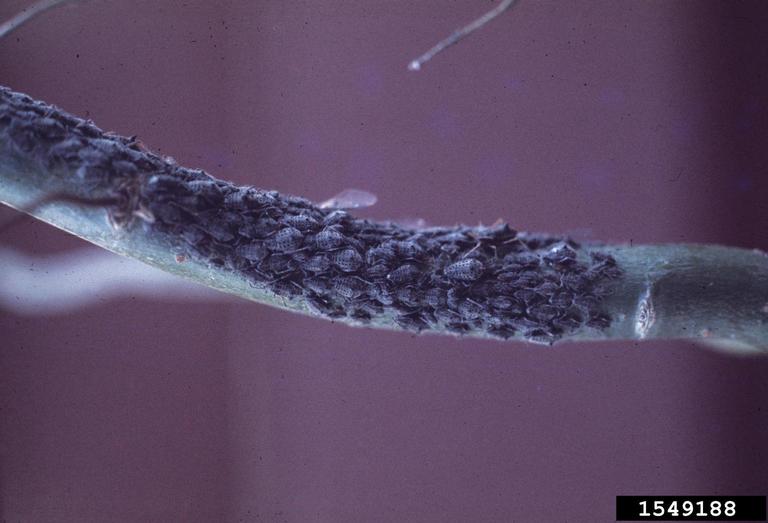 giant willow aphid (Tuberolachnus salignus)