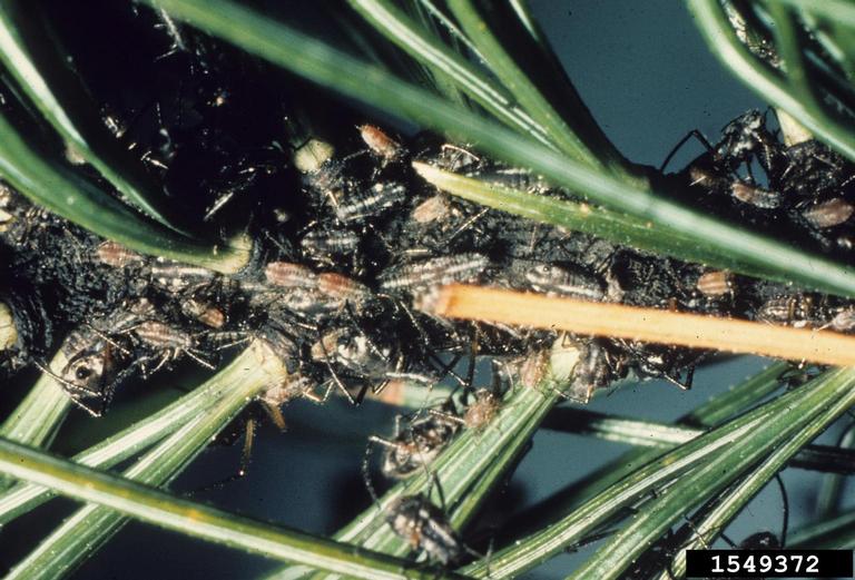 white pine aphid (Cinara strobi (Fitch, 1851))