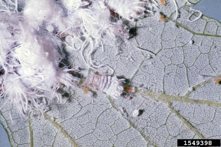 woolly alder aphid (Prociphilus tessellatus)