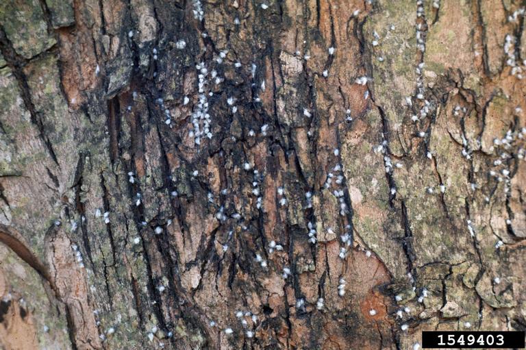 woolly alder aphid (Prociphilus tessellatus (Fitch, 1851))