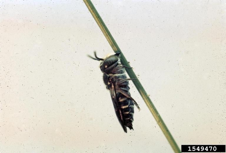 cuckcoo bees (Genus Coelioxys Latrielle, 1809)