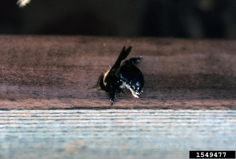 carpenter bees, Xylocopa spp. (Hymenoptera: Apidae) - 1549477