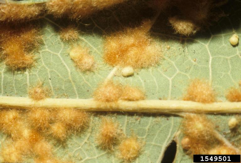 Cynipid gall wasp (Family Cynipidae)