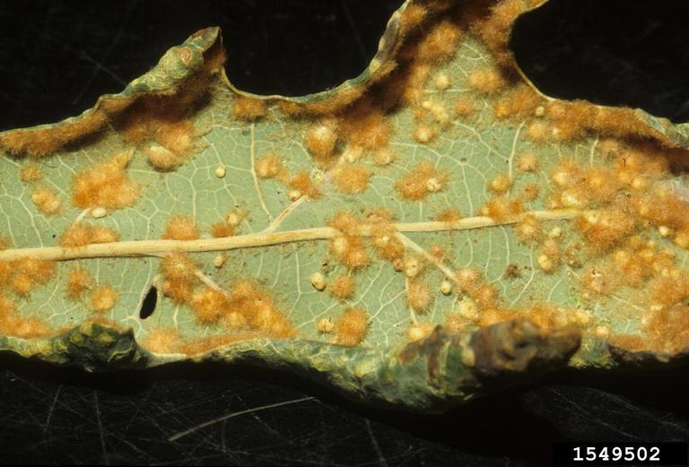 Cynipid gall wasp (Family Cynipidae)