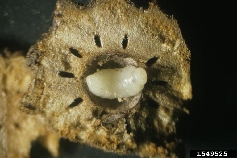 Cynipid gall wasp (Andricus coronus Beutenm?ller, 1907)