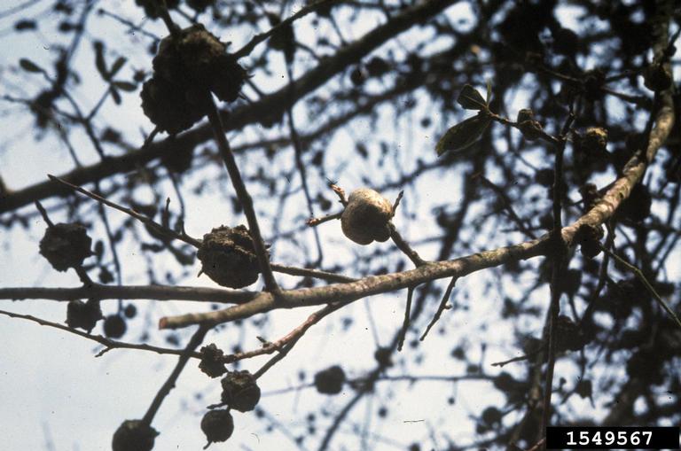 gouty oak gall, Callirhytis quercuspunctata (Hymenoptera: Cynipidae ...