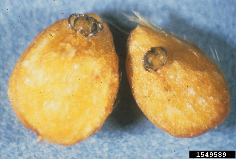 multiflora rose seed chalcid (Megastigmus aculeatus nigroflavus Hoffmeyer)