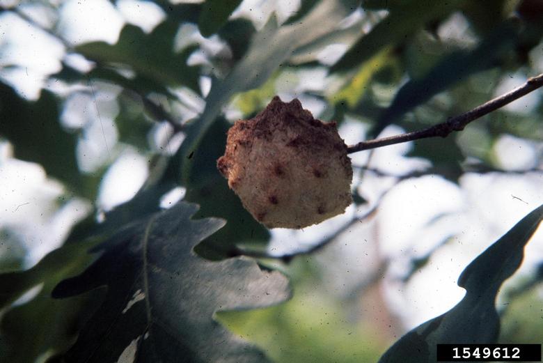 wool sower gall maker (Callirhytis seminator (Harris))